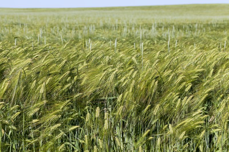 Cultura de secara – Tot ce trebuie sa stii - Meca-Rul