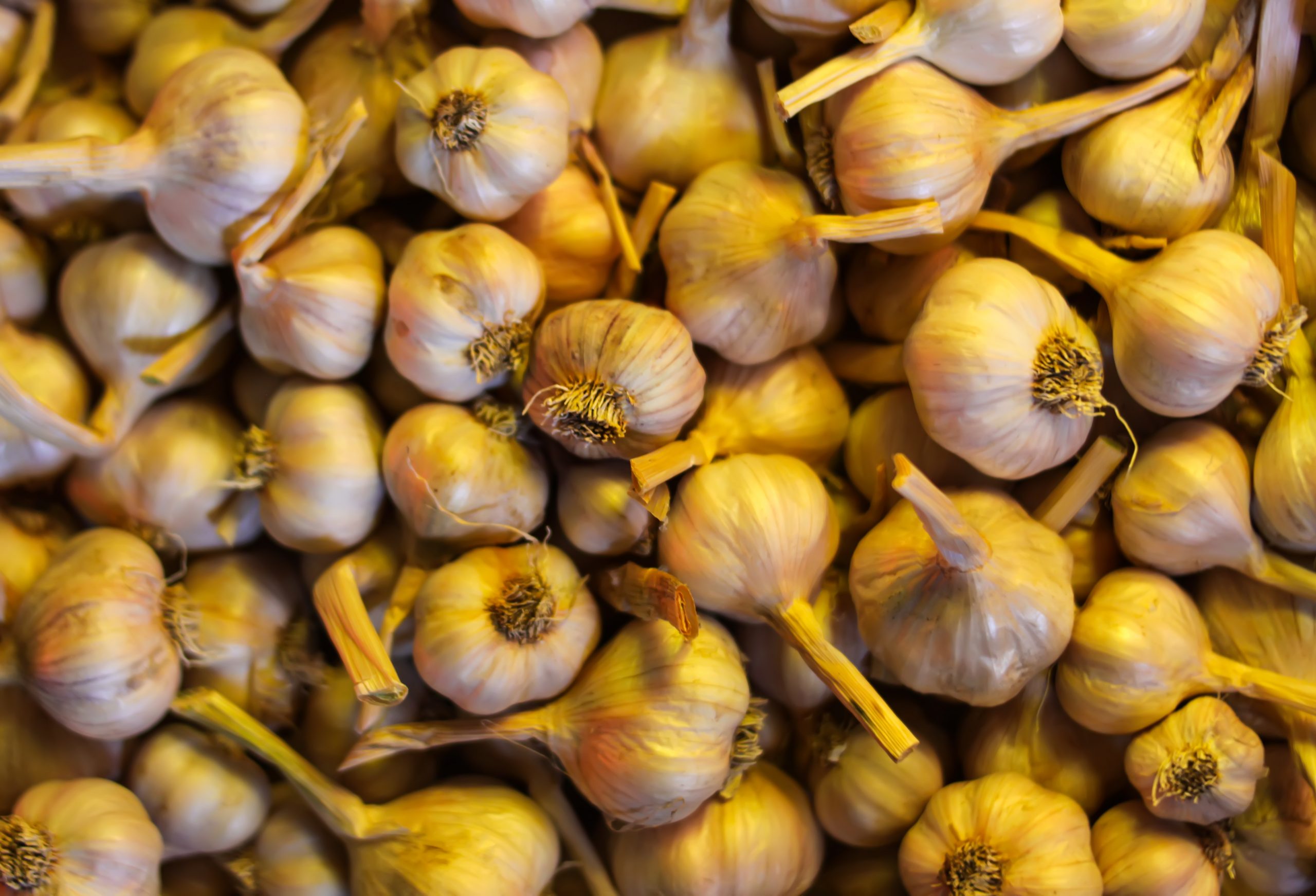 Cultura de usturoi – Informatii utile - Meca-Rul