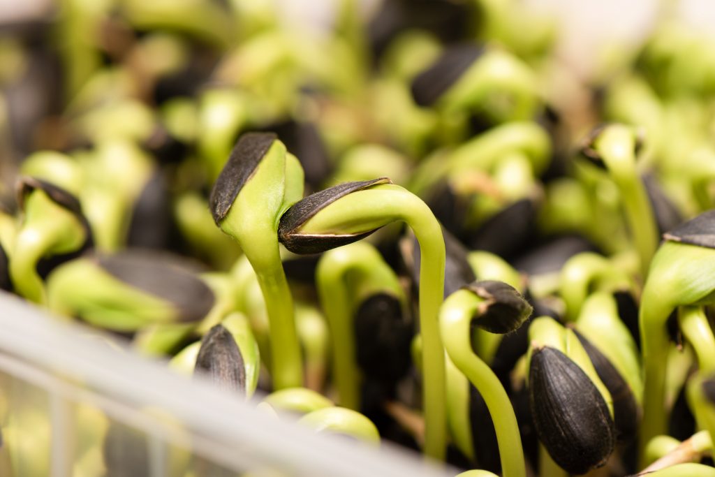 Germinarea semintelor – Greseli frecvente - Meca-Rul