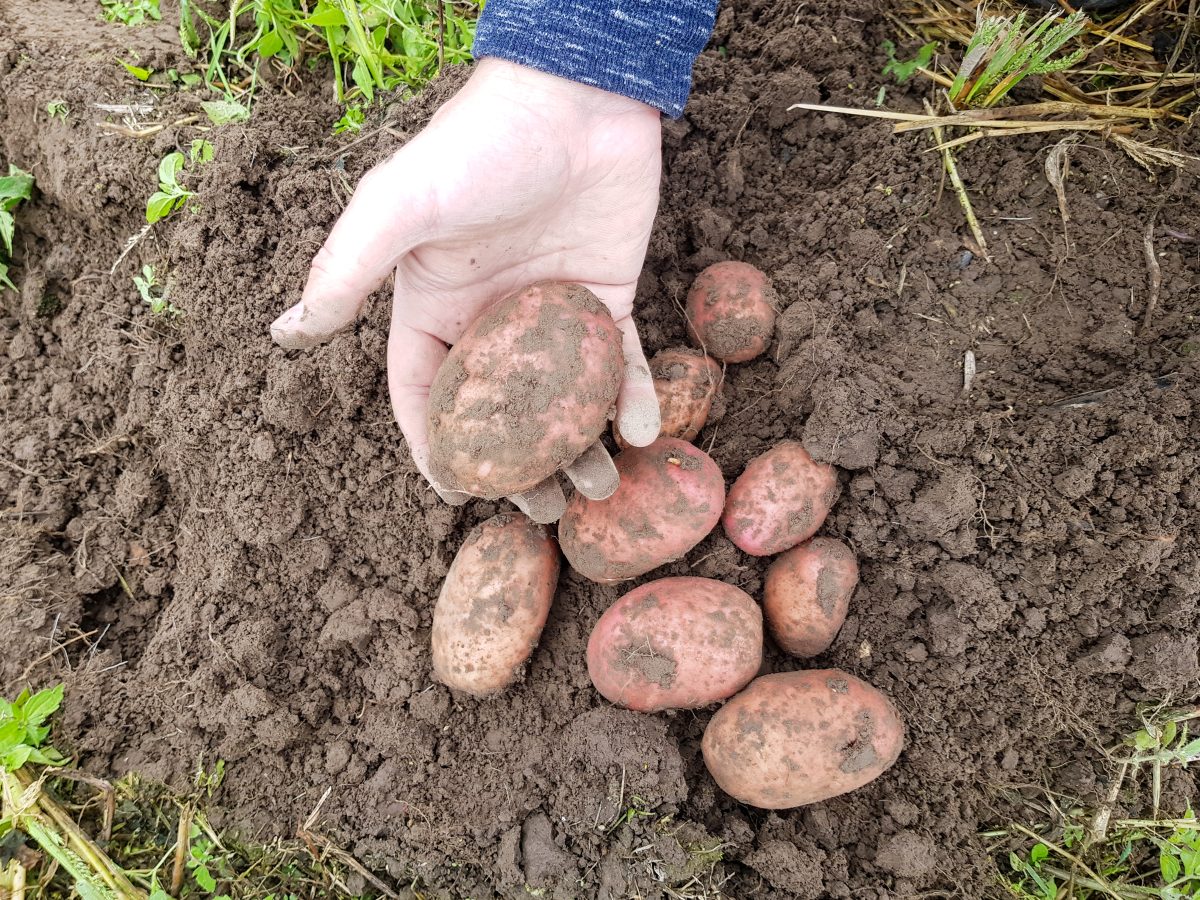 Cultura de cartofi- Pre-germinare, cultivare și îngrijire - Meca-Rul