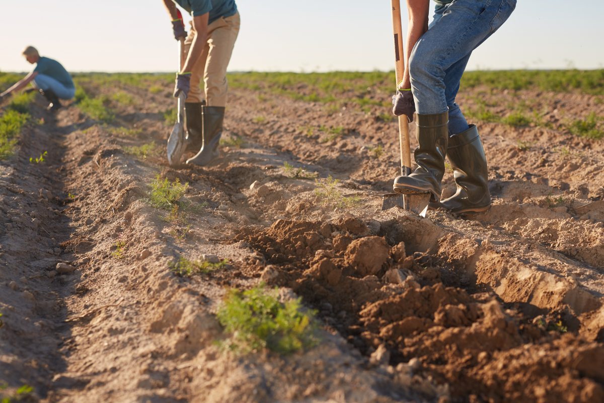 Cum pregatim solul inainte de semanare. Fundamentul unei recolte bune ...