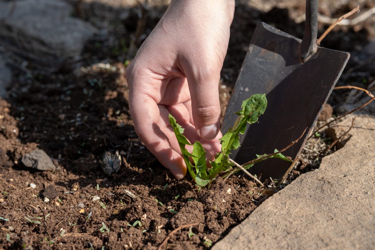 Cum pregatim solul inainte de semanare. Fundamentul unei recolte bune ...